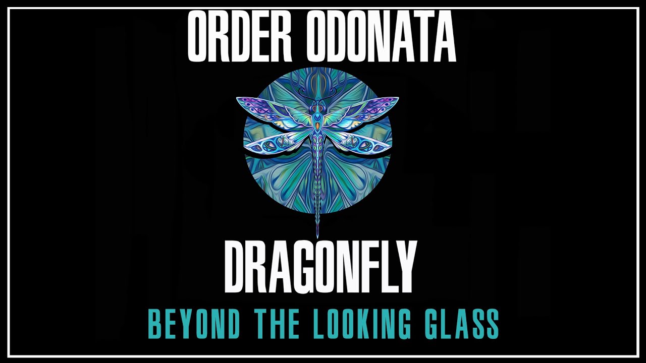 ORDER ODONATA - Beyond the Looking Glass [Dragonfly Records] - YouTube