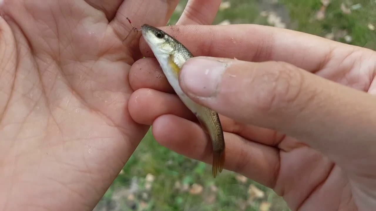 Microfishing for Stonerollers - YouTube