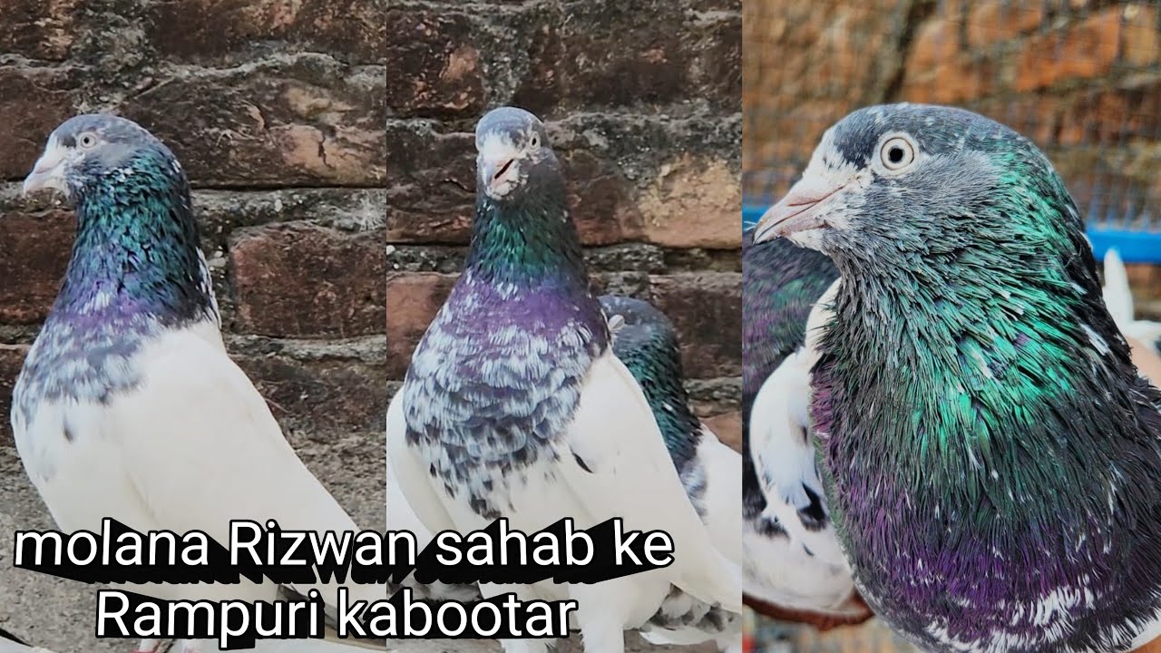 Pure Rampuri kabootar!! The femous Indian Breed!! रामपुरी कबूतरों का ...