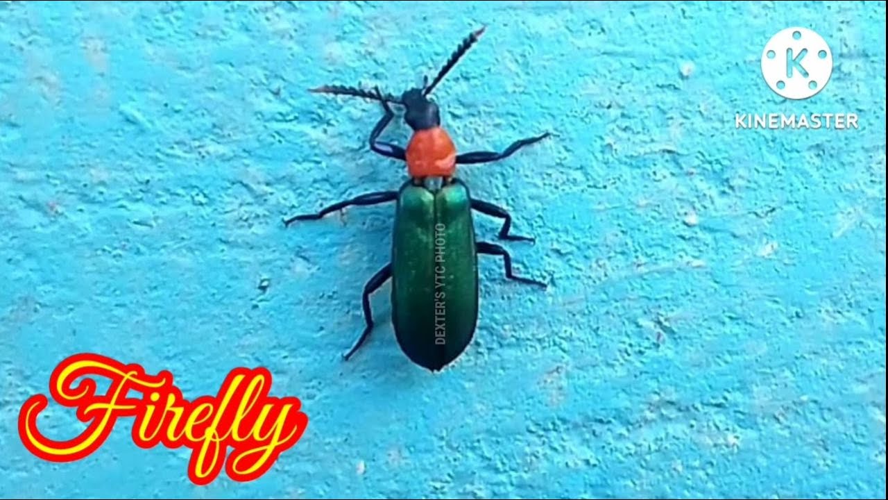 FIREFLY - YouTube