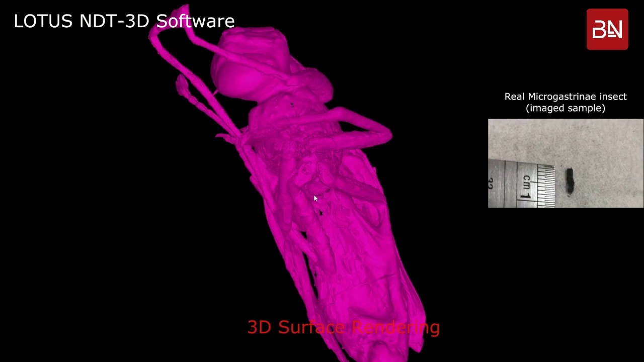 3D rendering of an insect (imaged by Micro-CT scanner) - YouTube