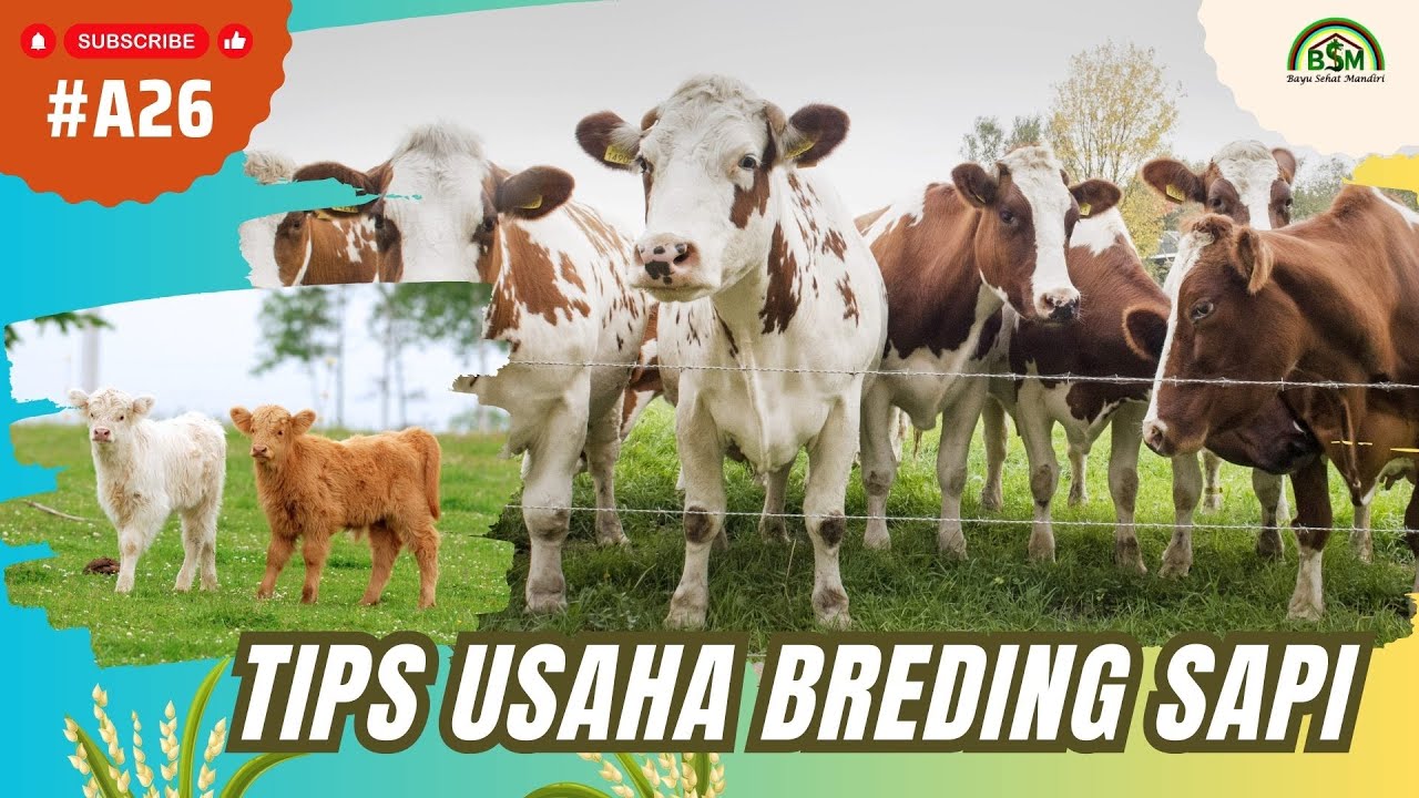 Tips Usaha Ternak Sapi Sistem Breeding - YouTube