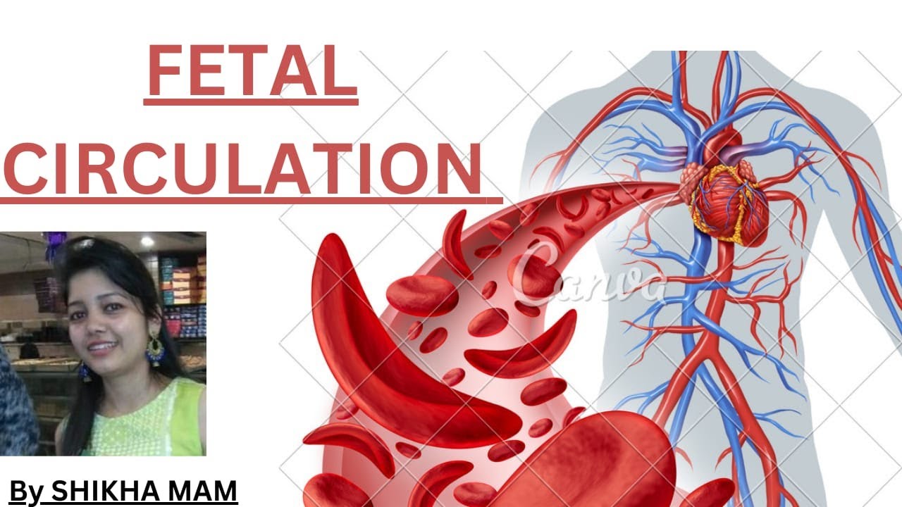 FETAL CIRCULATION|| OBG NURSING - YouTube