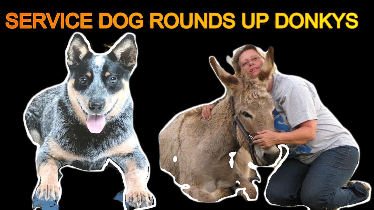 Service Dog helps feeding the donkeys during Hurricane - YouTube
