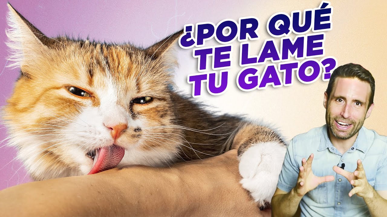 ¿POR QUÉ TE LAME TU GATO? 👅😻 | 4 motivos por los que tu gato te acicala ...
