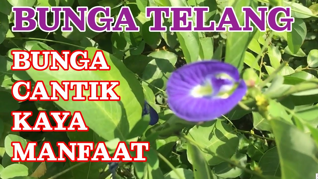 BUNGA TELANG | SI KEMBANG BIRU YANG KAYA MANFAAT - YouTube