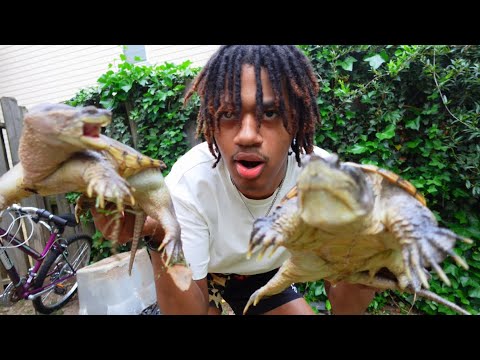 MEET MY NEW CRAZY PET SNAPPING TURTLES!! | Mikey Hil - YouTube