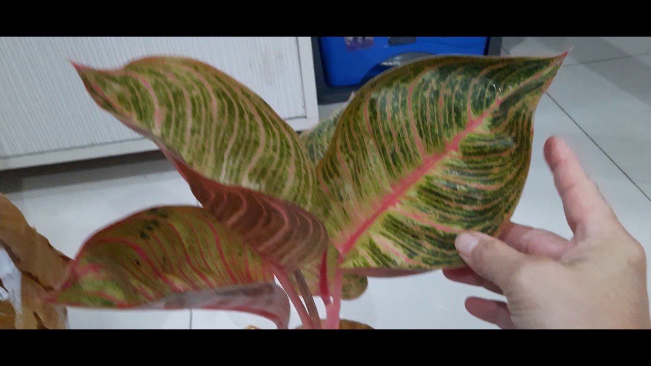 Beli aglonema online Hughes trah merah dan Big leaf...aglo berdaun ...