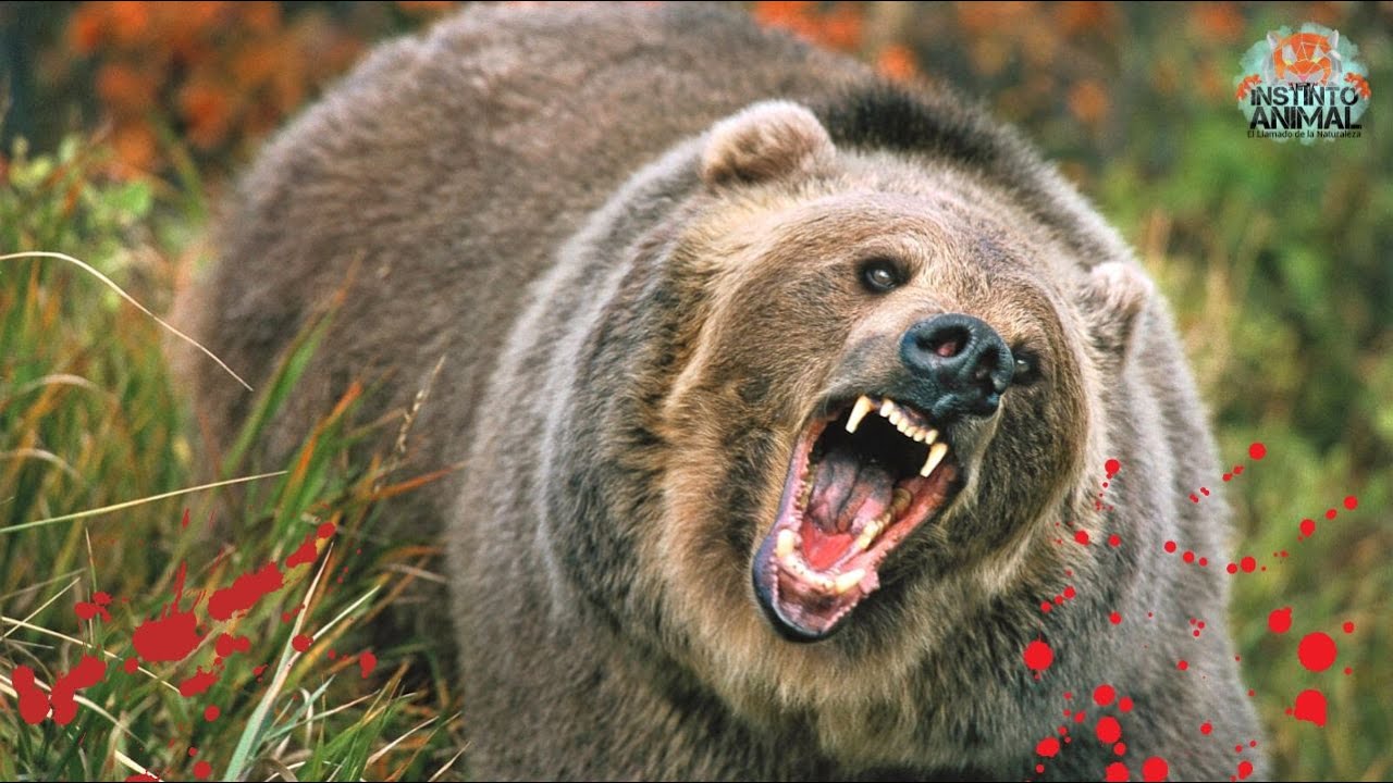 15 Ataques más Salvajes de OSOS en cámara | INSTINTO ANIMAL - YouTube