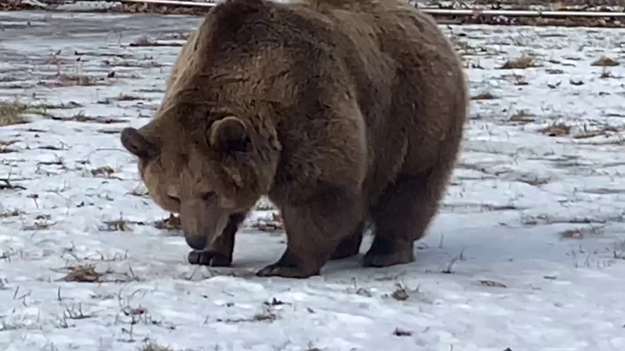 More bear rumbles ... Frankie and Sonya - YouTube