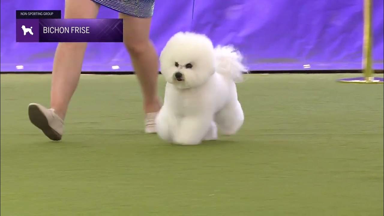 Bichons Frises | Breed Judging 2024 - YouTube