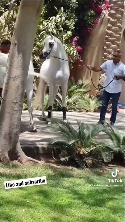 تزاوج الخيل العربي الاصيل Youtube