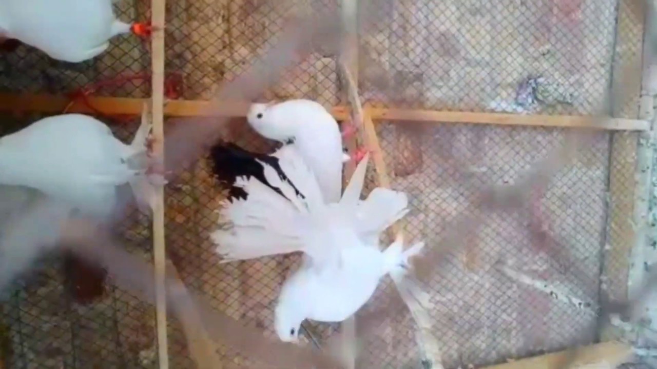 Fancy kabootar || Fancy Piogan in Pakistan | - YouTube