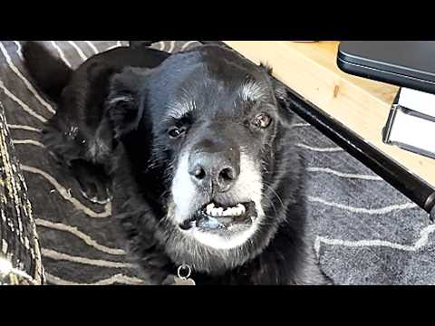 Man gives home to dog that was 'down to his last day'