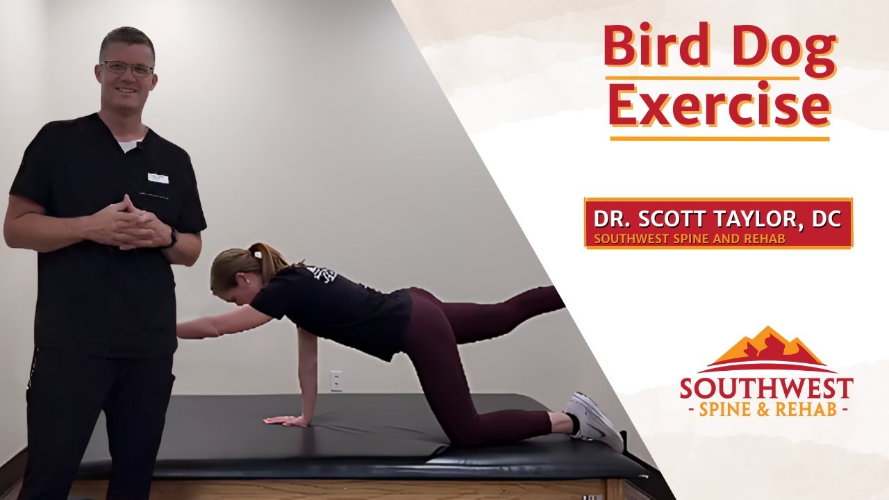 Bird Dog Stretch Exercise for Back Pain - YouTube