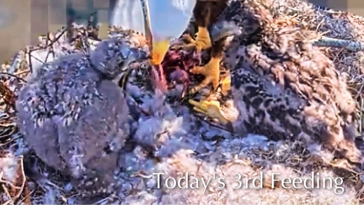 #244🦅🐥36°🐥31°／Winter Park Eagle Nest 2026／Against All Odds:One-Eyed Mom ...