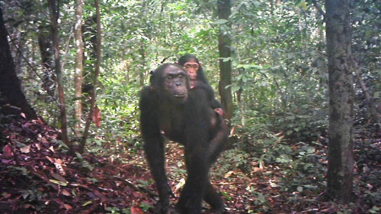 Gabon's rainforest wildlife caught on a single trap camera. What an ...