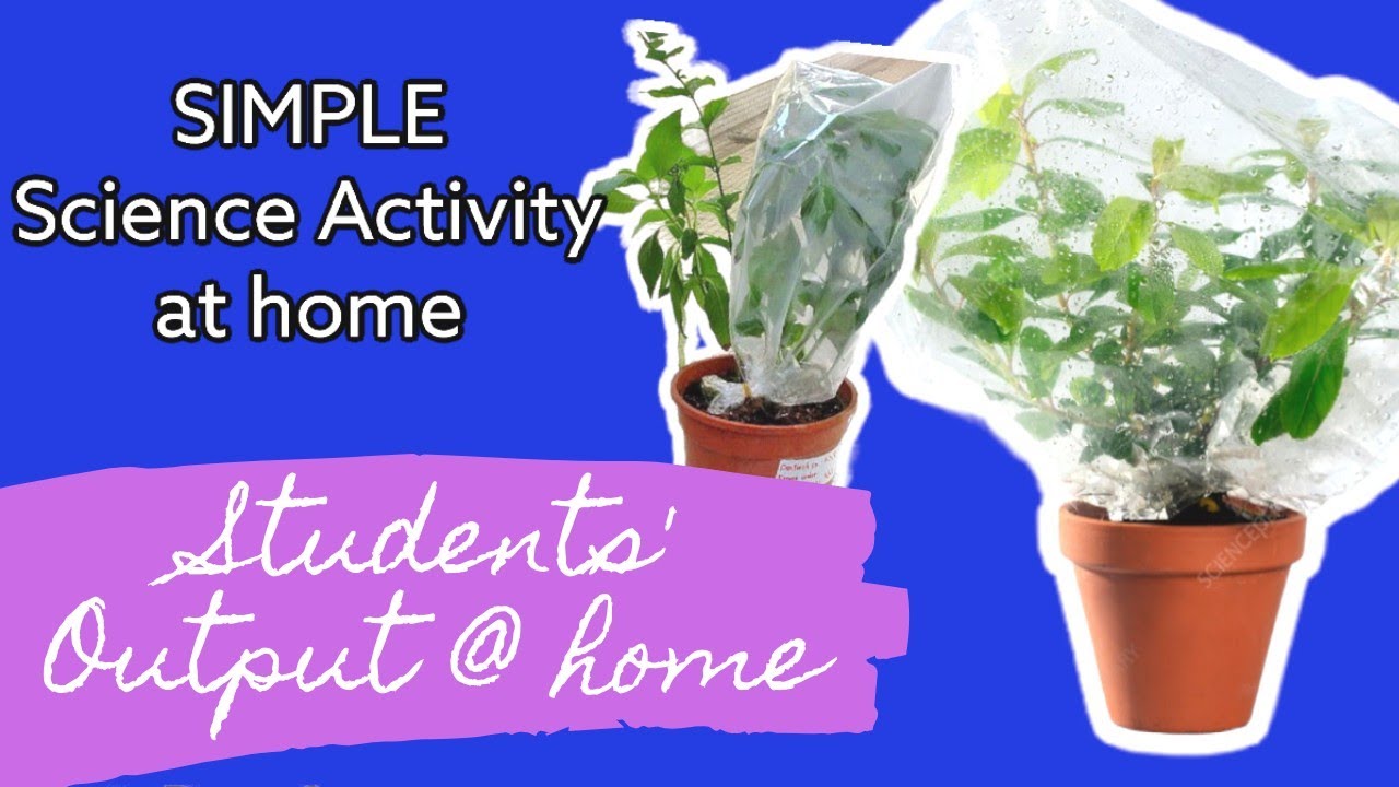 STUDENTS' OUTPUT | TRANSPIRATION ACTIVITY AT HOME | Grade 7 ...