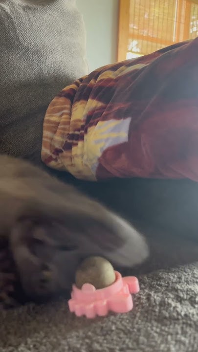 First time with catnip - YouTube
