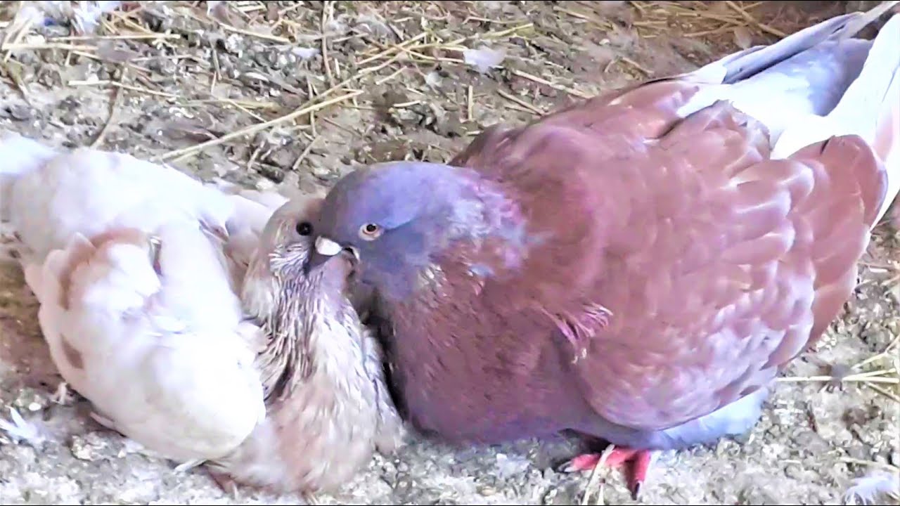 GIANT PIGEONS FRENCH MONDAIN IN THE AVIARY TWO MALE EAT SMALL BIRDS ...