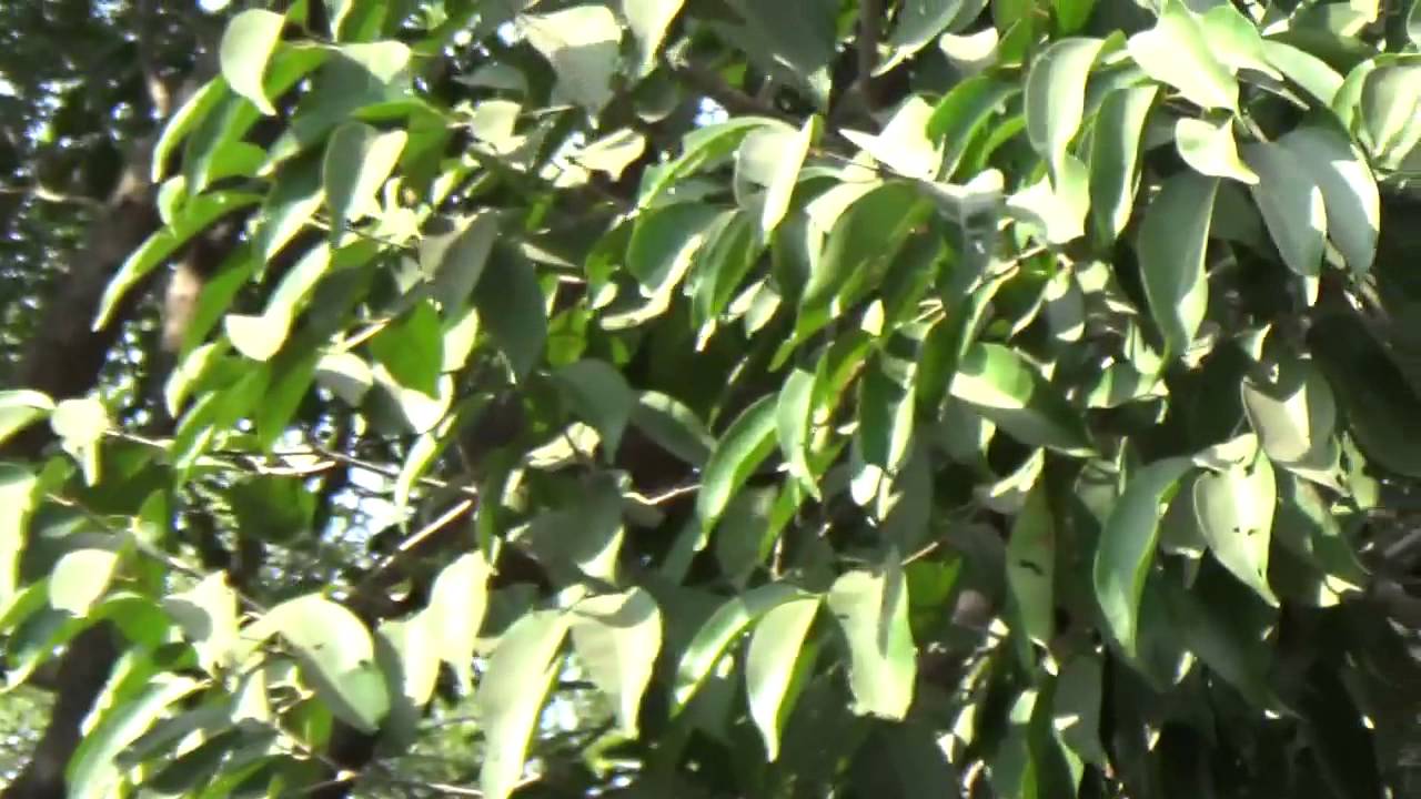 Tree Jambul or Jamun or Jamblang or Syzgium cumini or or Indian ...