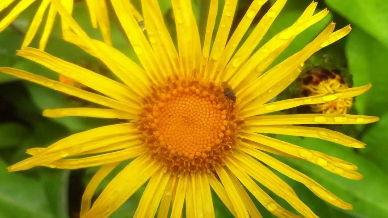 Elecampe (Inula Helenium) - 2012-07-14 - YouTube