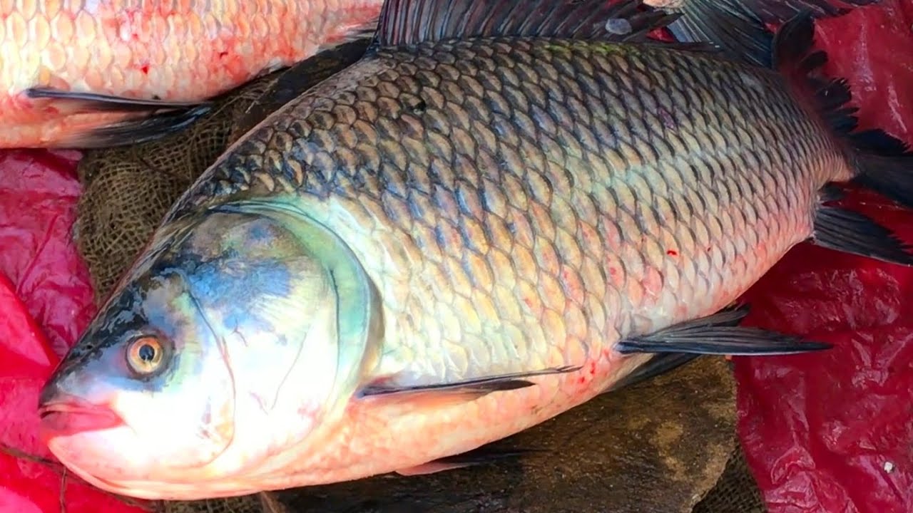 Incredibly Big Catla Fish Cutting Skills Live At Bangladesh Fish Market ...