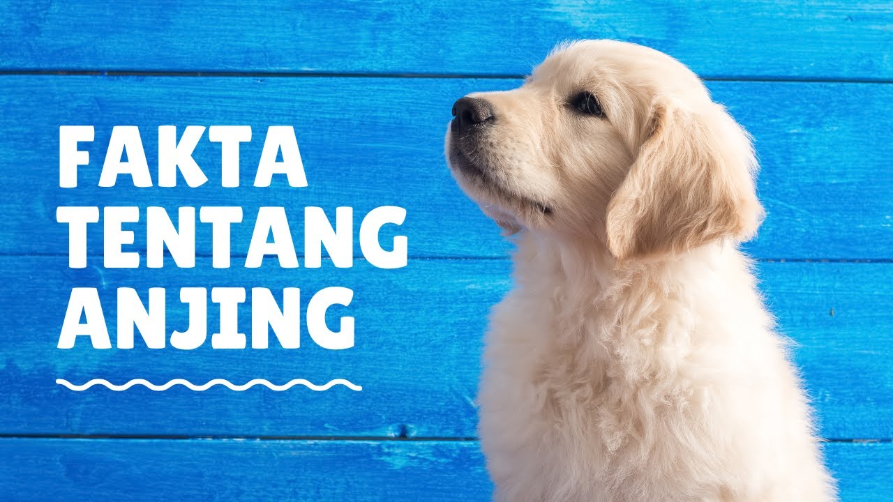 Anjing untuk Anak - Fakta dan Informasi tentang Anjing untuk Anak ...