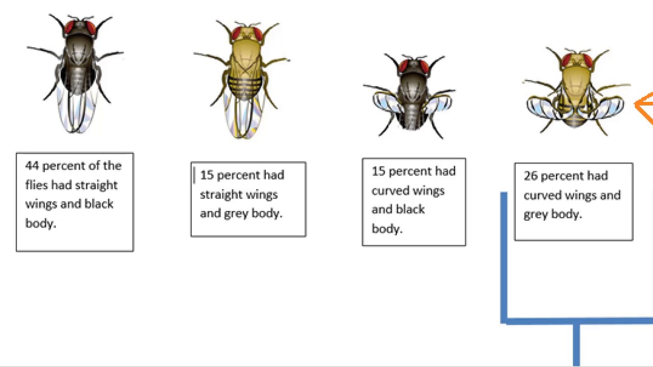 Genetics Morgan and Recombinant Types cross over and recombinants - YouTube