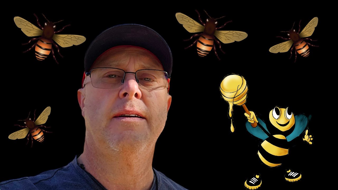 My Honey Bees Cleaning Up After Yesterday's Feeding - YouTube