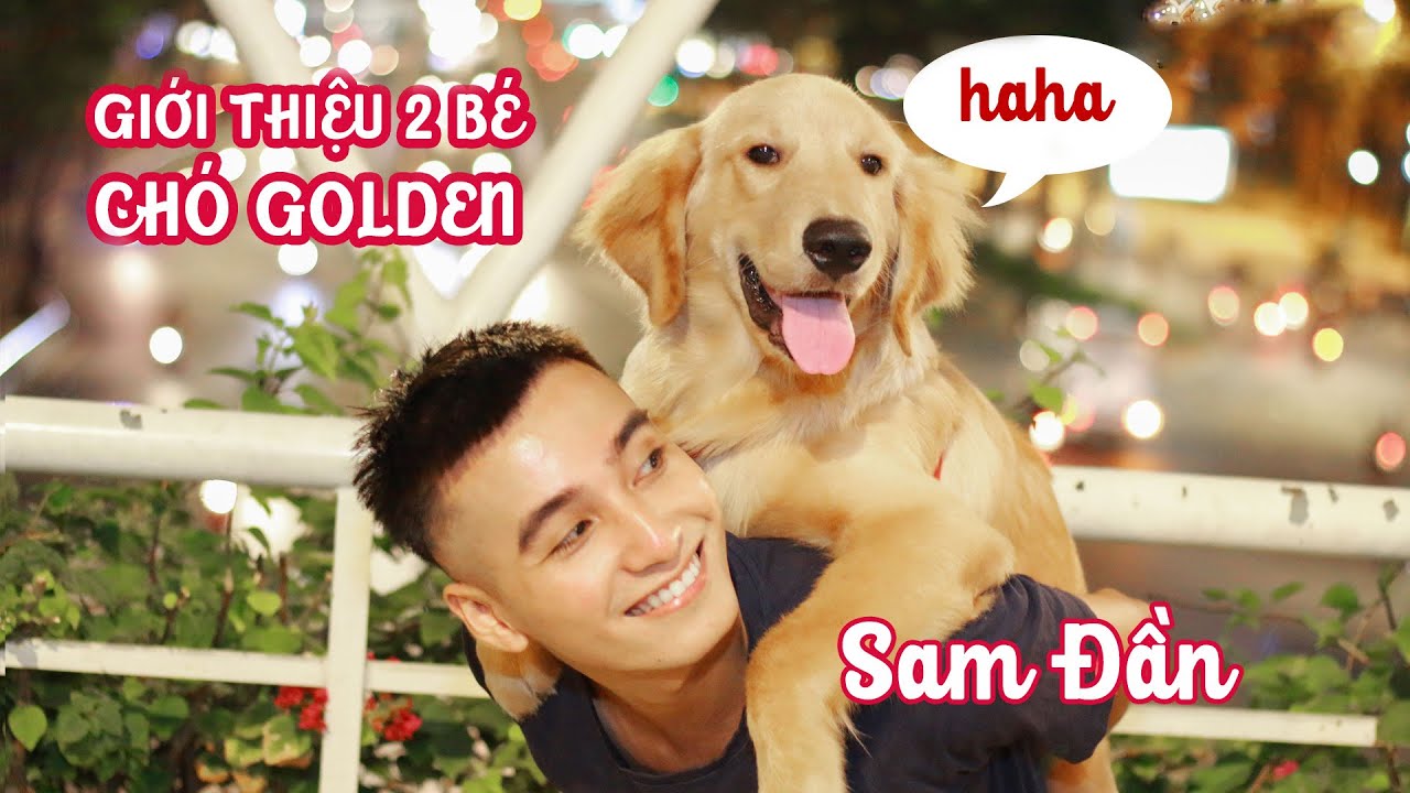 Giới thiệu 2 bé chó GOLDEN | Sam Đần |Sam Dan - YouTube