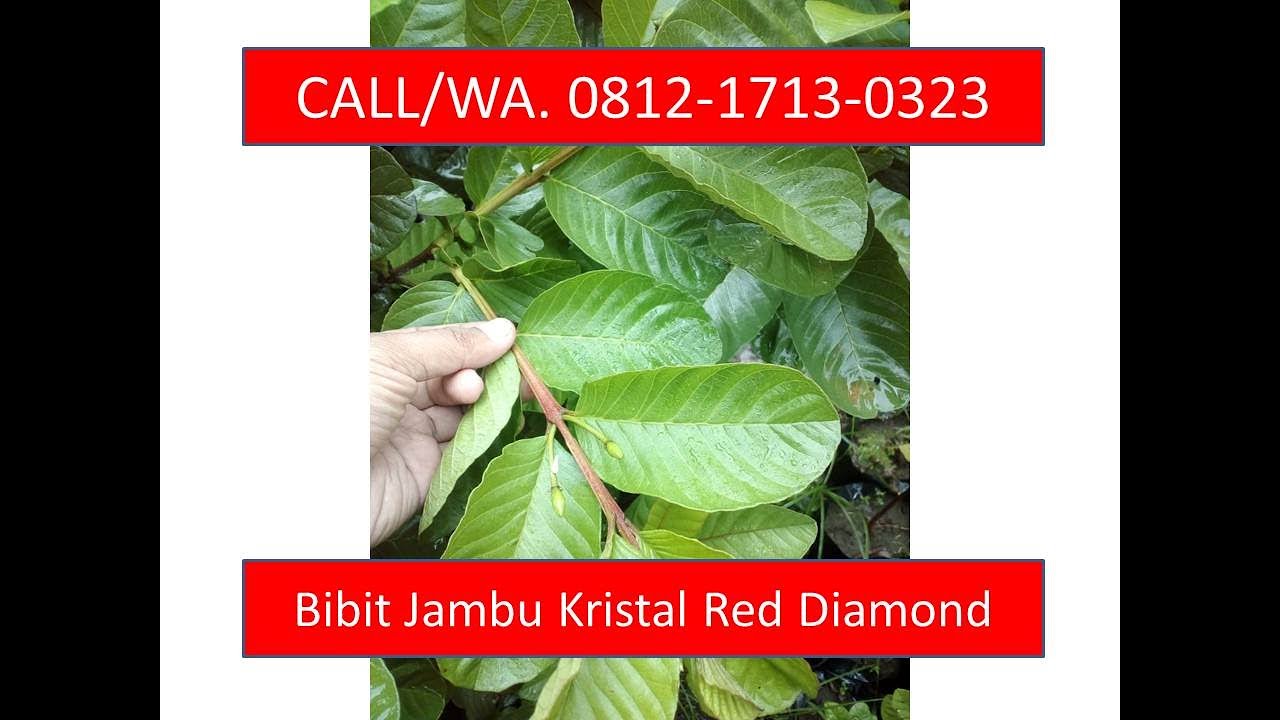 READY BANYAK!!CALL/WA. 0812-17130323 Bibit Jambu Kristal Merah Red ...