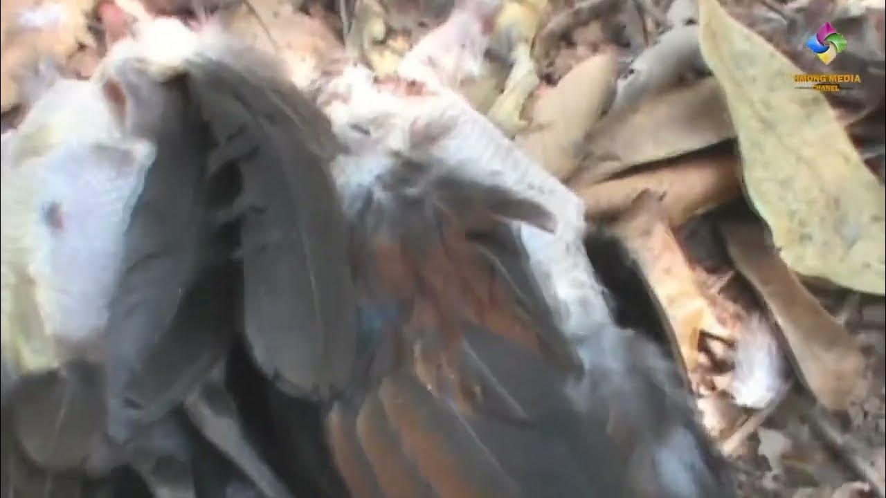 Dib qaib qus tuaj zoo heev xyoo 2020 - YouTube