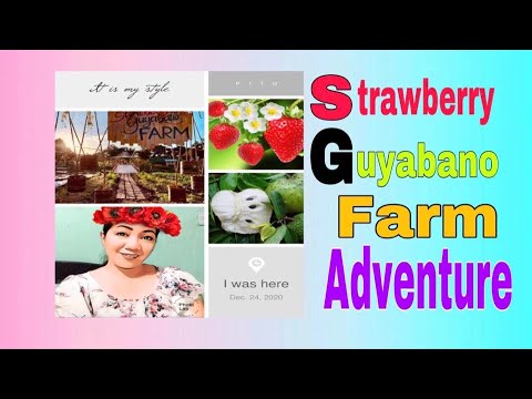 SG FARM (STRAWBERRY GUYABANO FARM) ITourist spot in Tupi South Cotabato ...