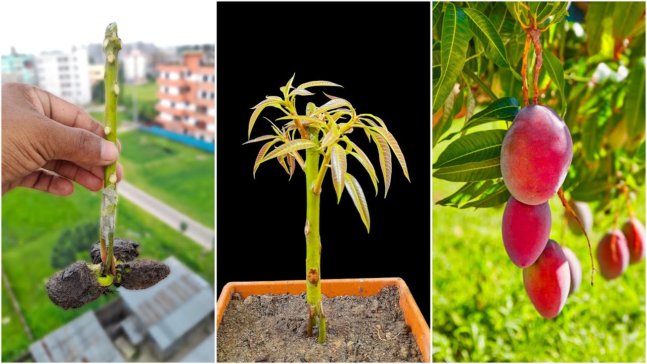 Unique idea for grow mango plant at home from seed & cutting || How to ...