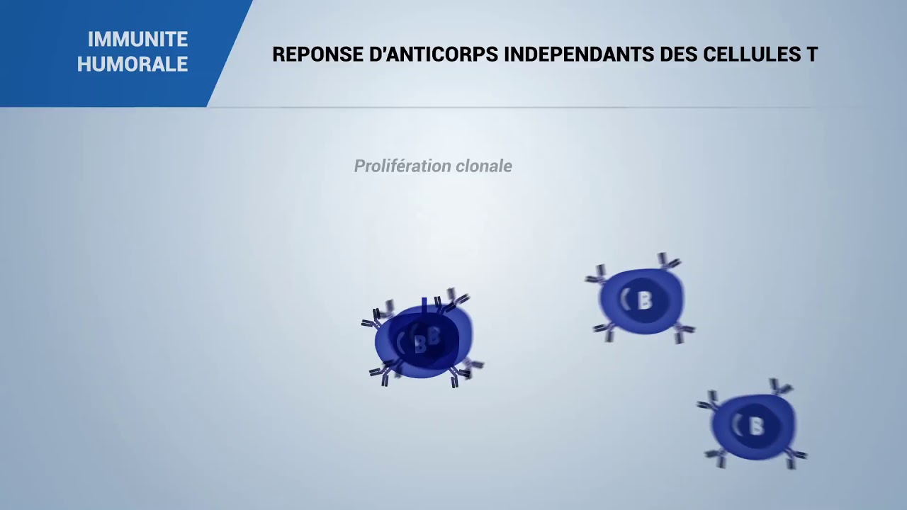 IMMUNITE HUMORALE: REPONSE D'ANTICORPS INDEPENDANTS DES CELLULES T ...