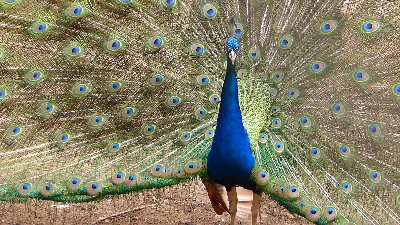 PAVÃO AZUL INDIANO MISTERIOSO fauna indiana silvestre ave selvagem ...