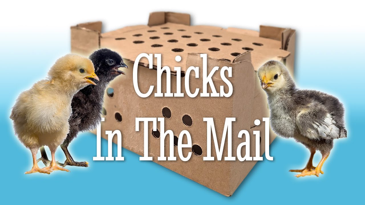 Chicks in the mail. - YouTube