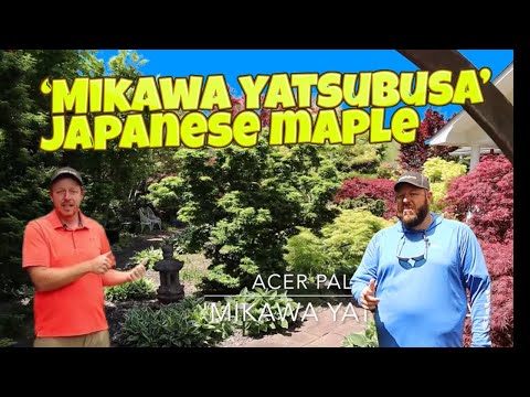 Acer Palmatum 'Mikawa yatsubusa' Dwarf Japanese Maple in my garden! - JAPANESE MAPLES