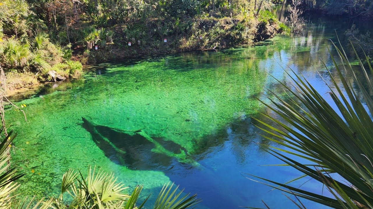BLUE SPRINGS CAVE FLORIDA - YouTube