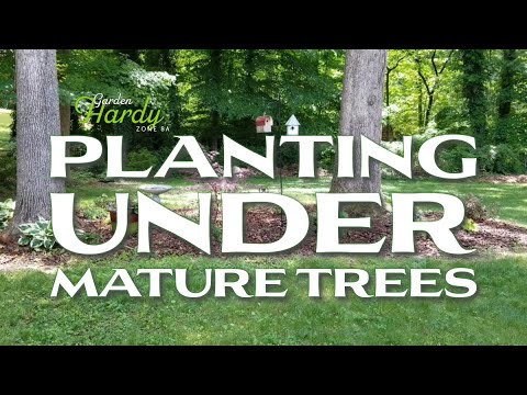 Planting Under Mature Trees - YouTube