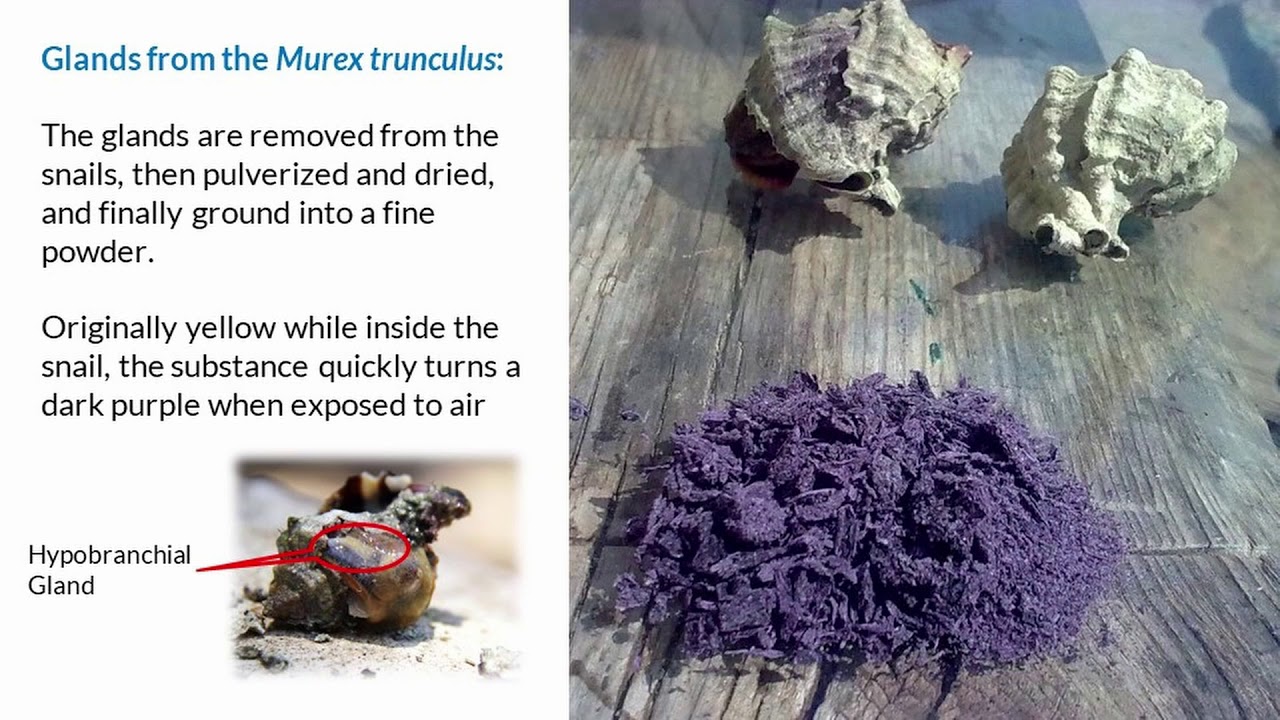 How was Tekhelet Rediscovered - Tekhelet Yom Iyun 2021 - January 3 ...