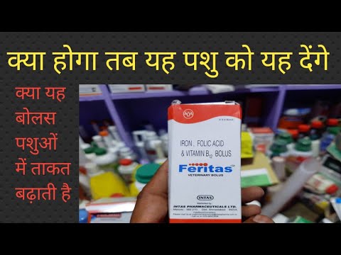 क्या होगा तब यह पशु को देंगे //// Feritas Bolus - YouTube