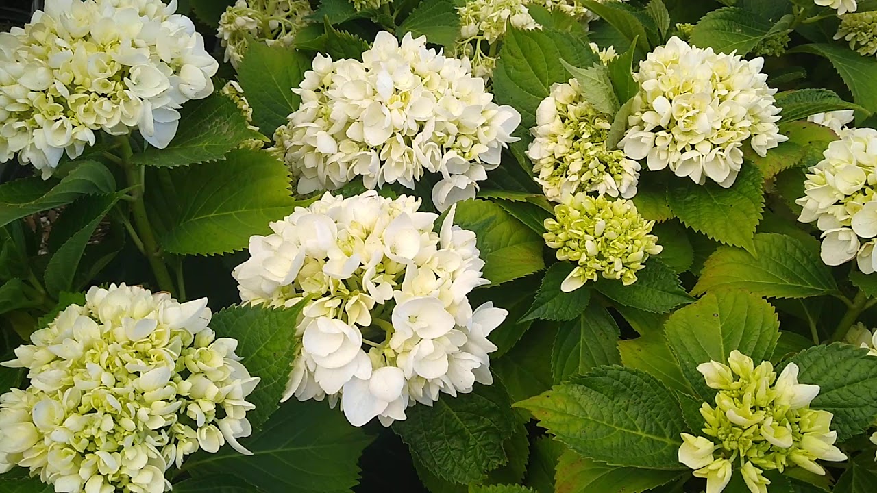 Yellow Hydrangeas☀️☀️☀️ - YouTube