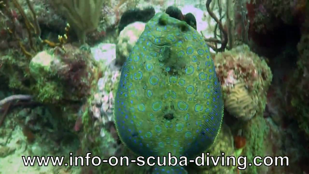 A Dab (flatfish) on the reefs of Barbados - YouTube