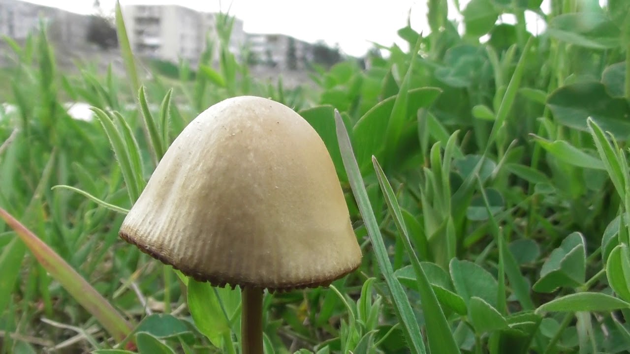 Species of mushrooms, Conocybe tenera, poisonous - YouTube