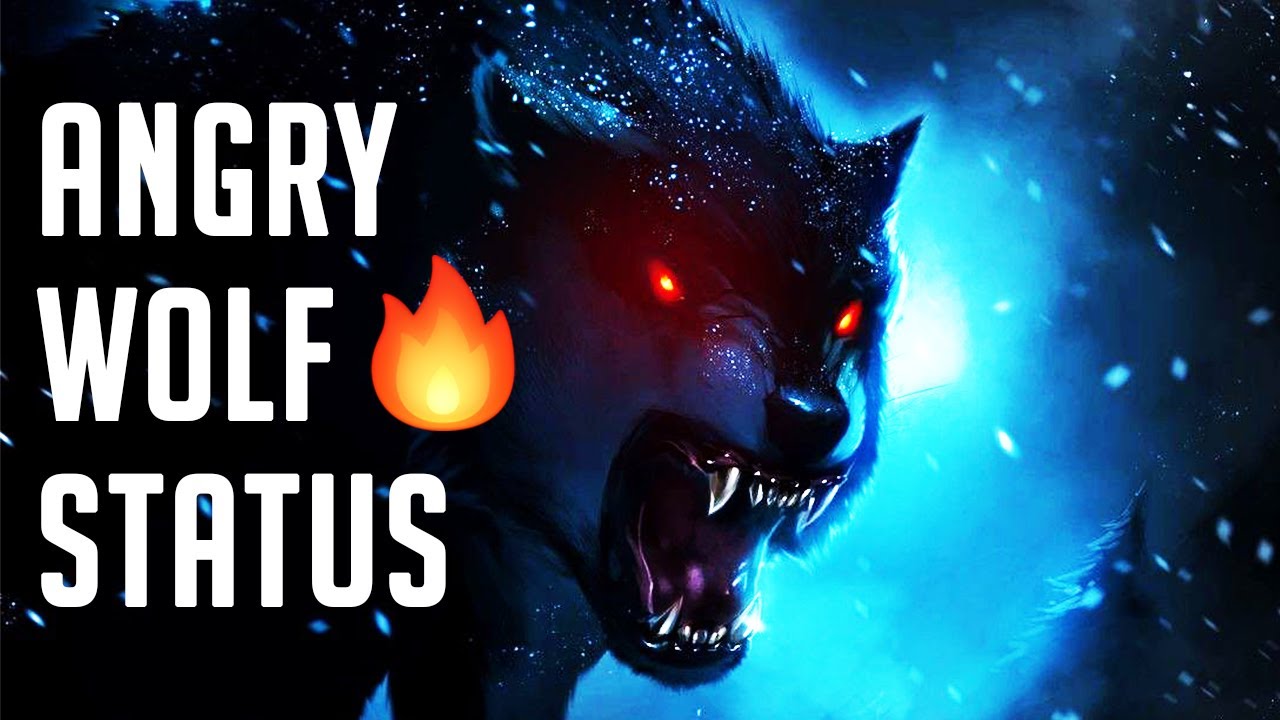 Angry Wolf Status | Angry Whatsapp Status Video Download - YouTube