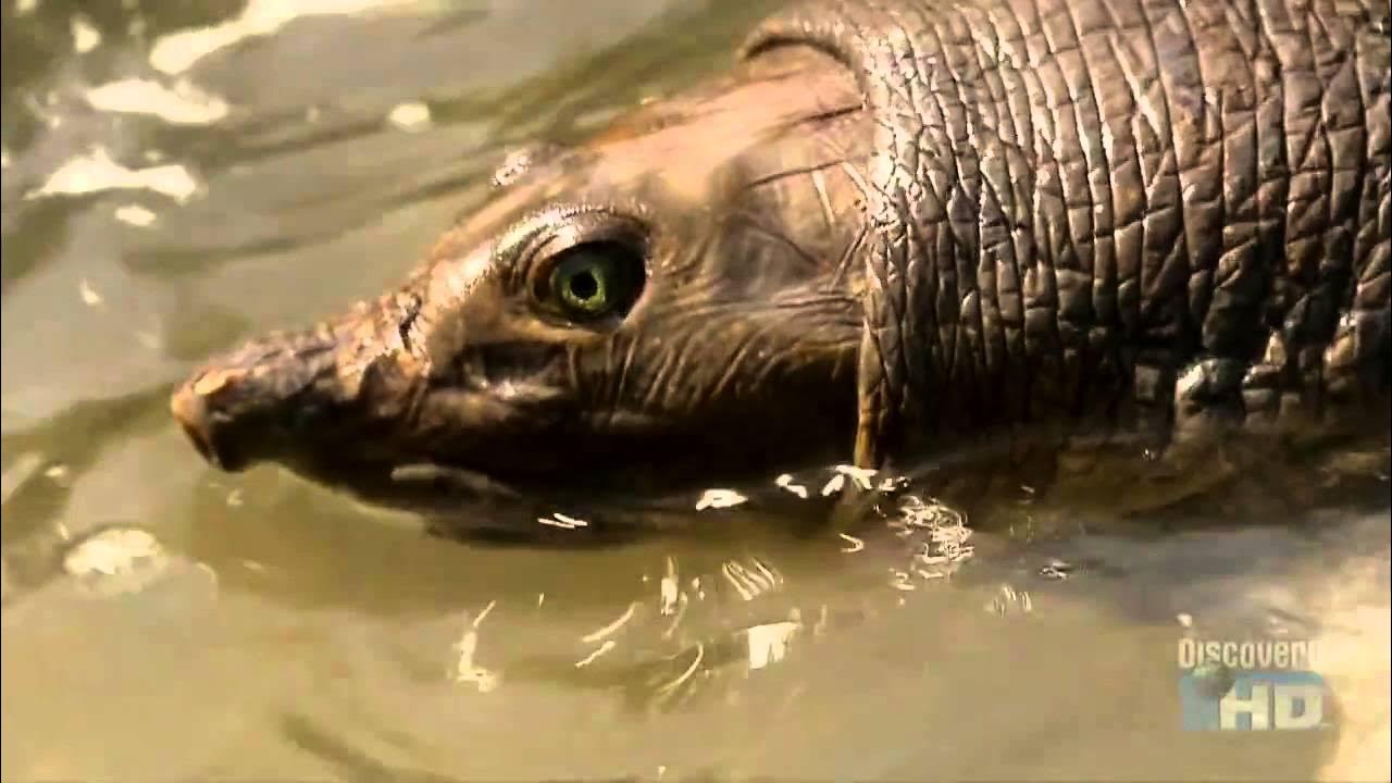 Austin Stevens In Search of the Man Eating Python - YouTube