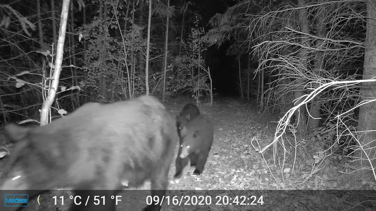 Bear Cam - Nighttime Stroll - YouTube