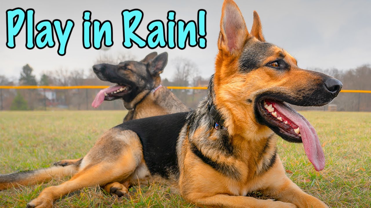 Day in the Life with German Shepherds! - YouTube